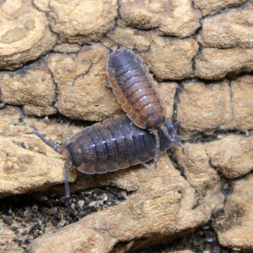 Porcellio scaber "Lava" - Leg & Leaf