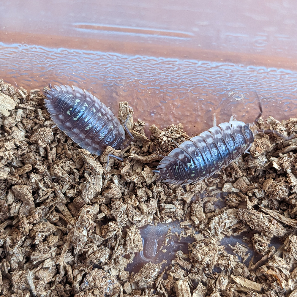 Oniscus asellus "Wild Type" - Leg & Leaf