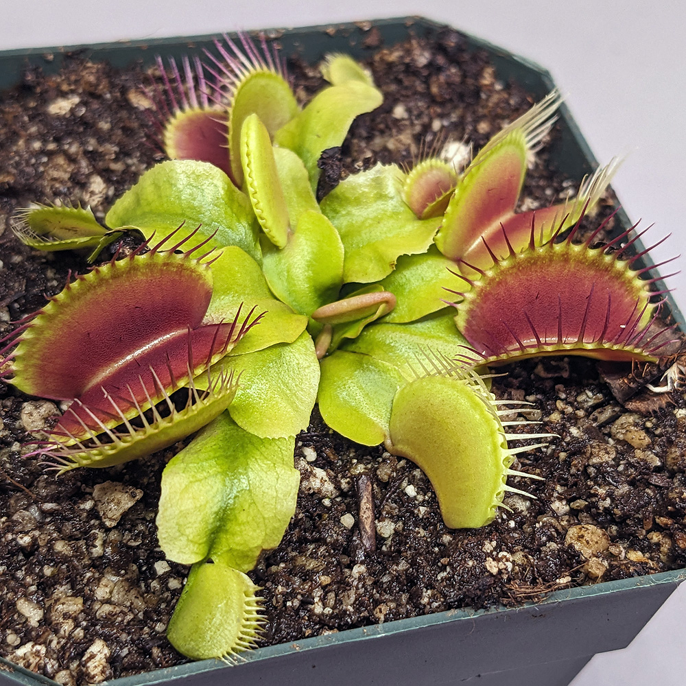Dionaea muscipula, Venus flytrap - Leg & Leaf