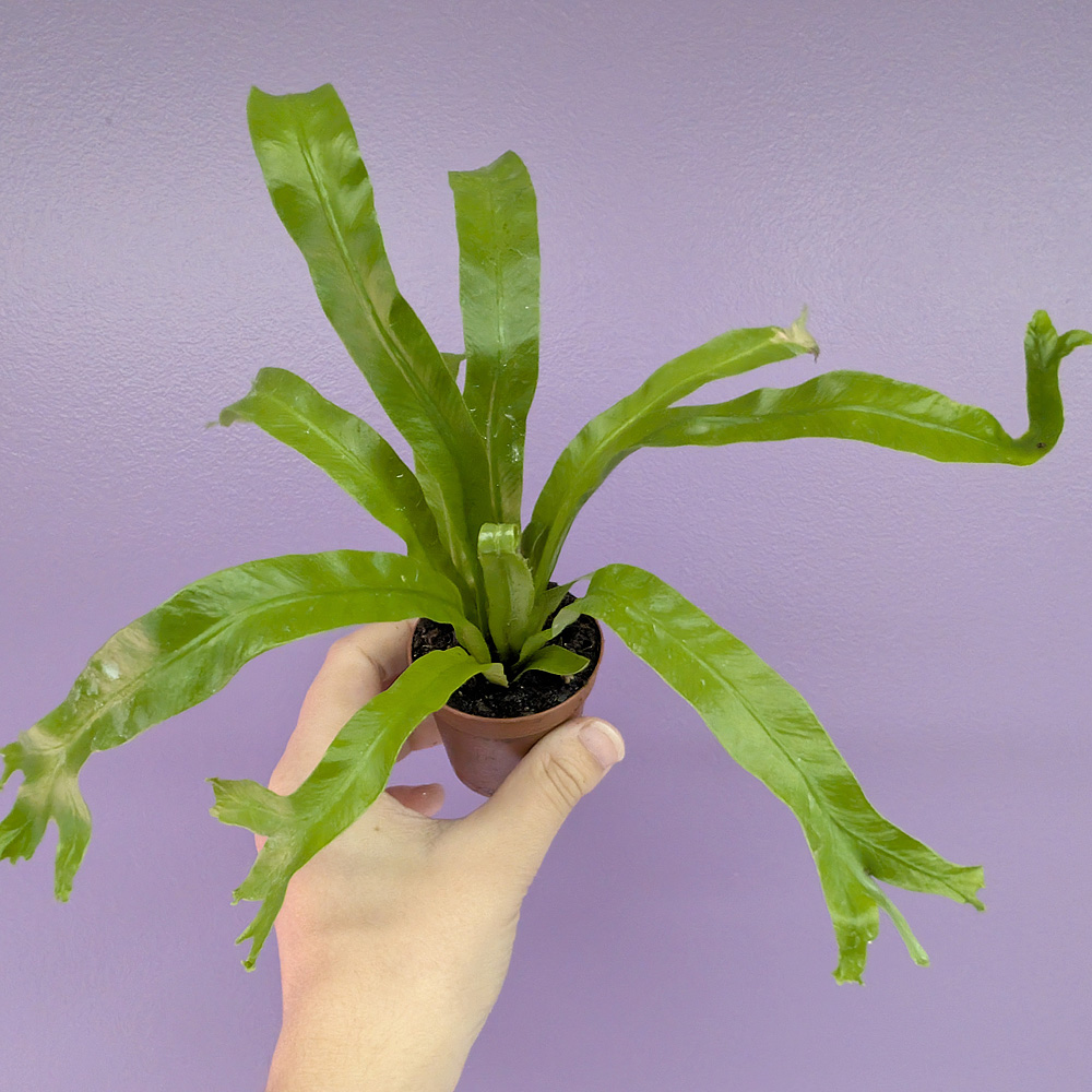 Bird's Nest Fern - Leg & Leaf