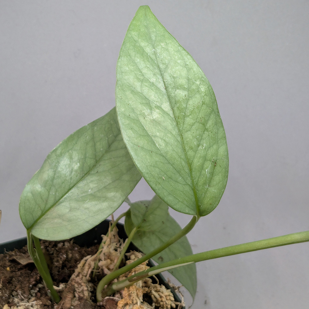 Epipremnum pinnatum 'Cebu Blue' - Leg & Leaf