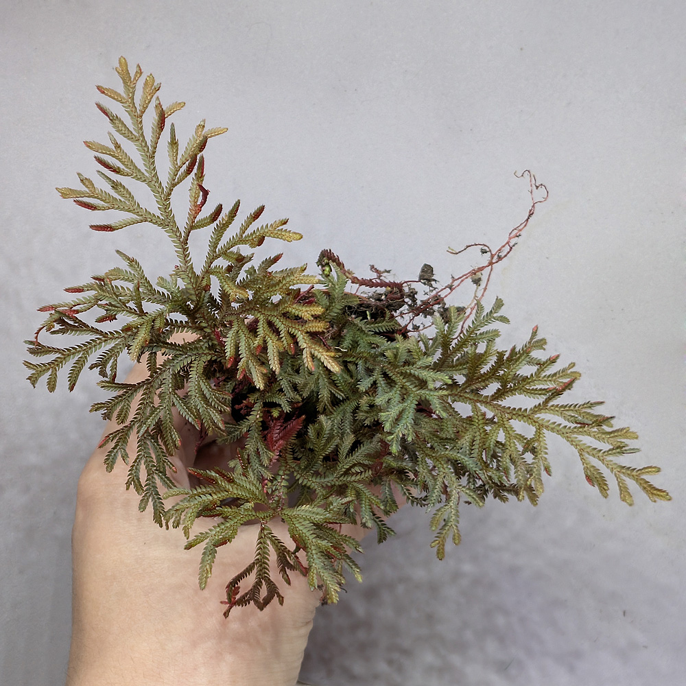 Ruby Spikemoss - Leg & Leaf