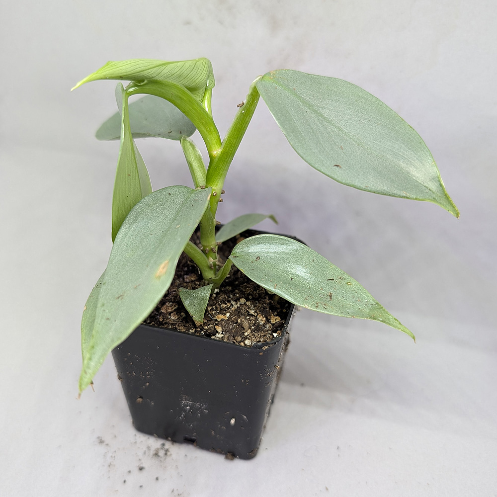 Philodendron hastatum 'Silver Sword' - Leg & Leaf