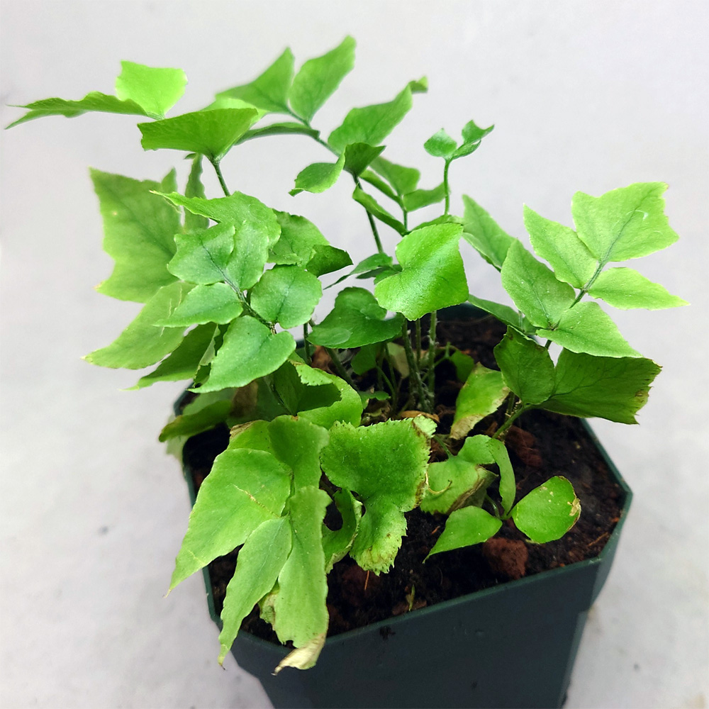 Holly Fern - Leg & Leaf