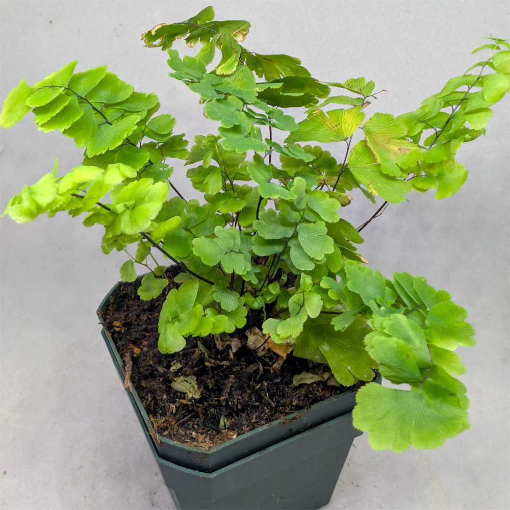 Lisa Maidenhair Fern - Leg & Leaf
