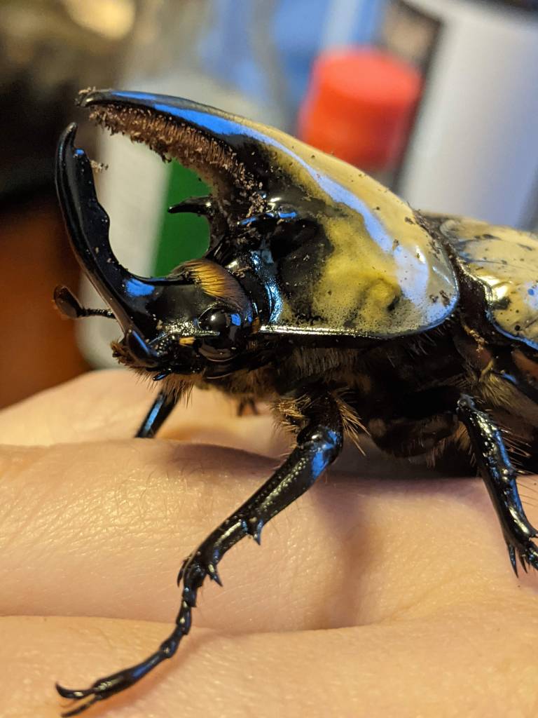 Raising Eastern Hercules Beetles - Leg & Leaf